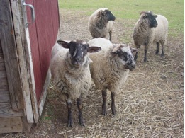 Commercial Lamb | walnuthillfarmva