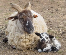 Hog Island Sheep | walnuthillfarmva